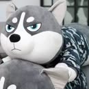 毛里求斯红柚子 