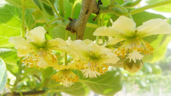 猕猴桃简易授粉器授粉