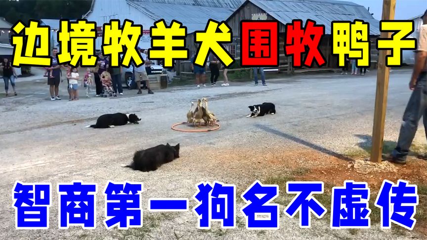狗中智商排名第一,果然名不虚传,边境牧羊犬一分钟围牧六只鸭子