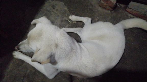 我领回的田园犬雪雪,喜欢乡下无忧的生活,它不喜欢城市的不自由