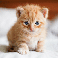 白色幽默小狐狸 