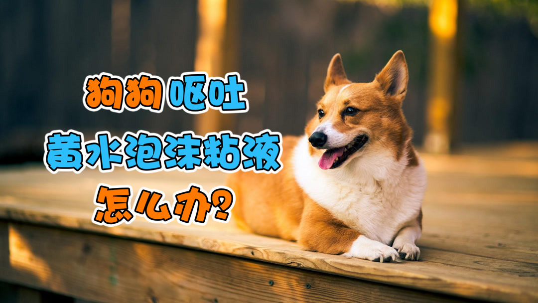 狗狗呕吐黄水泡沫粘液怎么办