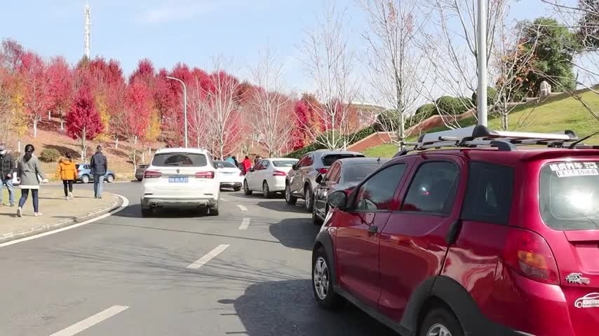 小雪节气市民赏红枫叶,学校加强入校车辆管理