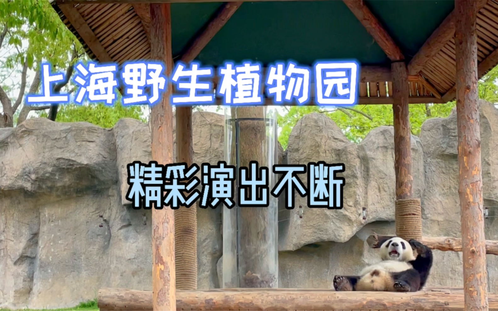 上海野生动物园 精彩的剧场演出不断 动物表演(下)