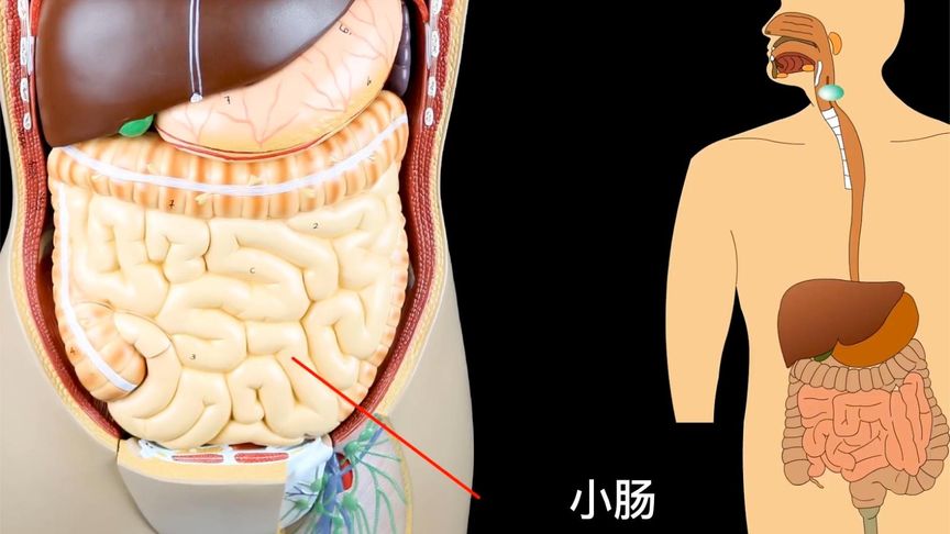 很多人以为小肠只有消化功能,看完这视频后,以后聊天有资本了