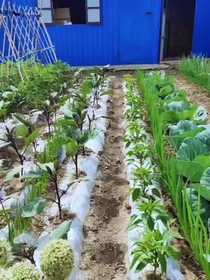辣椒苗怎么管理呢 辣椒苗 辣椒种植 农业种植技术 农村生活