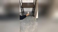 多功能手推车让你的厨房不在凌乱