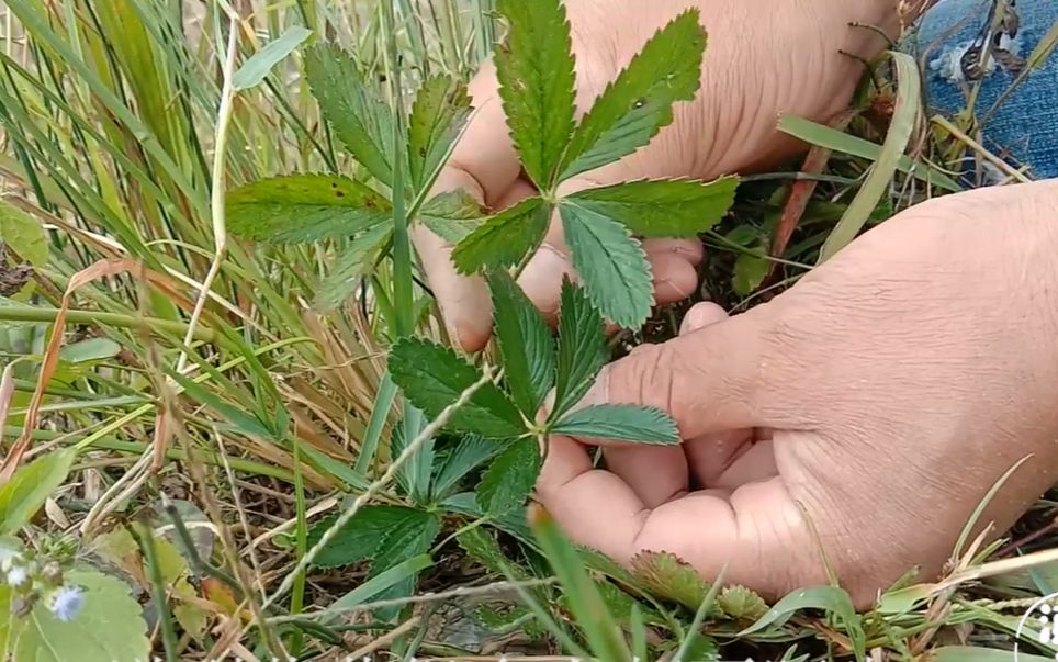 小伙田埂上发现一棵叶子超级漂亮的植物,喉咙不舒服的人都需要它