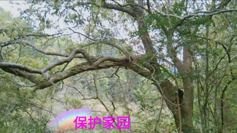 保护树木,保护山林,保护原生态,共创美丽家园!