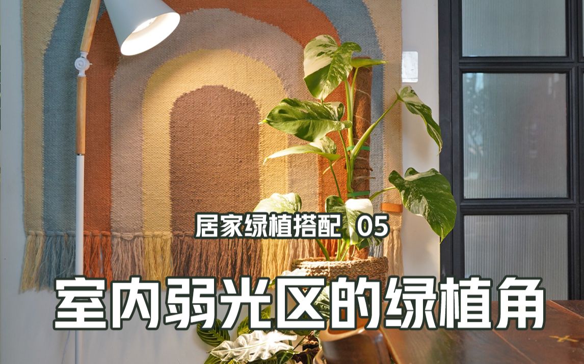 有了植物补光灯,轻松搞定室内弱光区的植物角