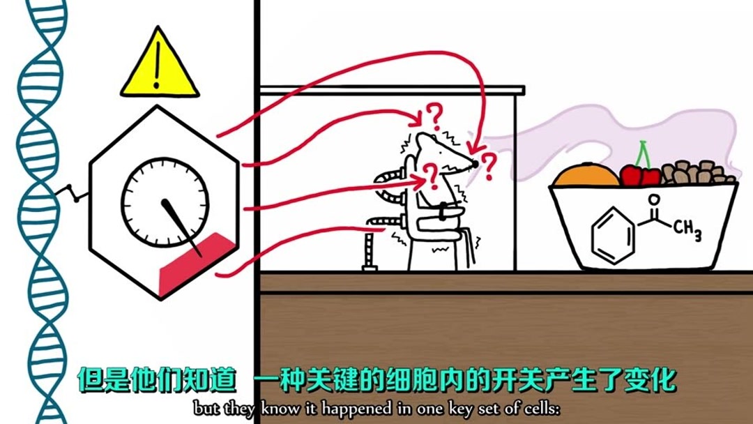 【分钟地理】表观遗传学:恐惧症也能被遗传吗 @柚子木字幕组