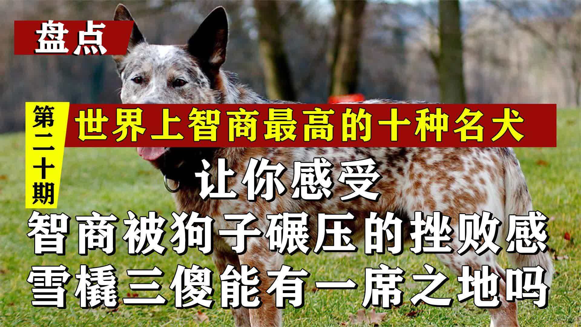 不服来战!世界上十种智商最高的名犬,你家萌宠可以申请出战吗
