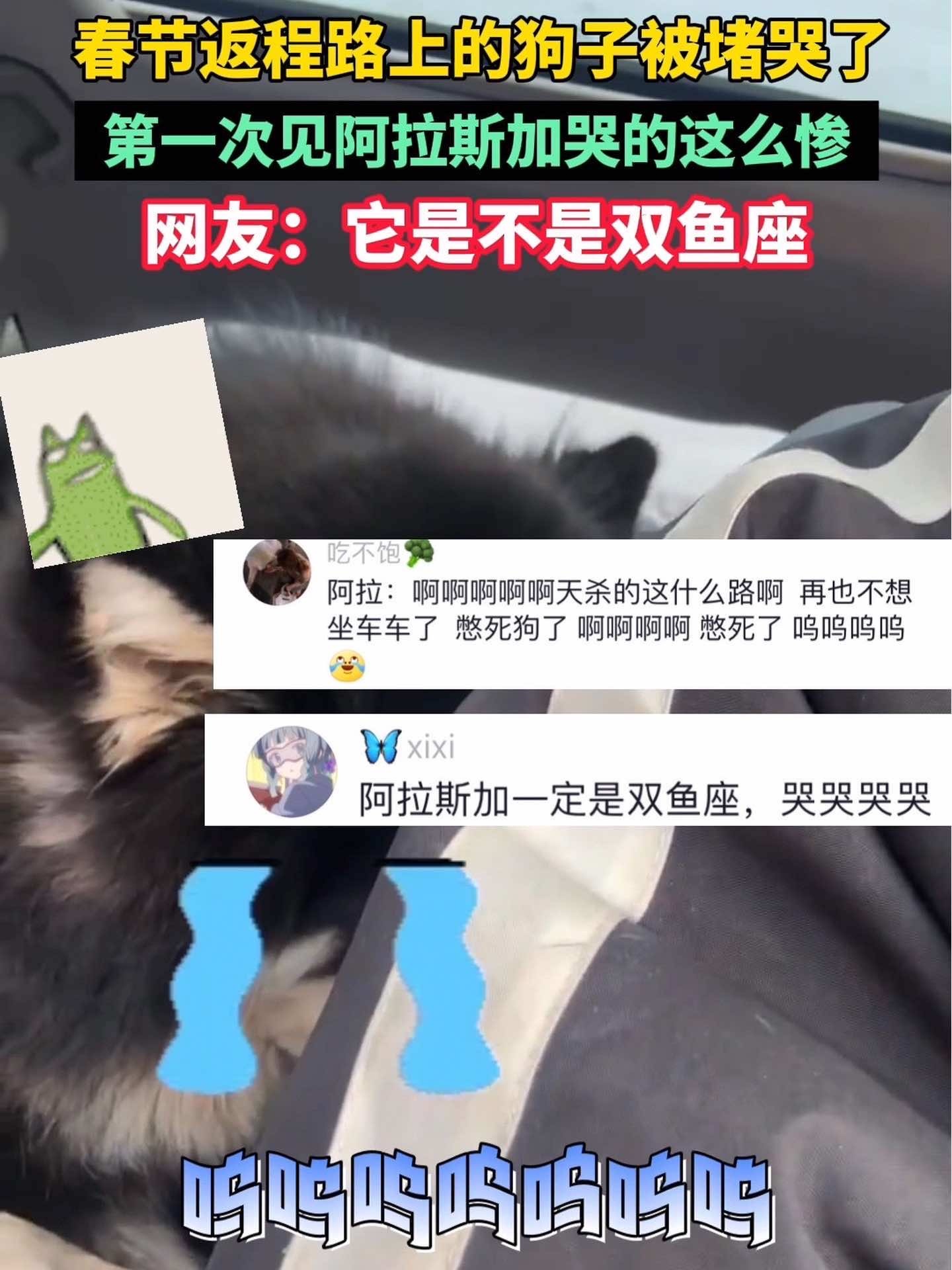 春节返程路上的狗子被堵哭了,第一次见阿拉斯加哭的这么惨…