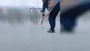 和狗狗一起跳舞,这舞姿怎么样
