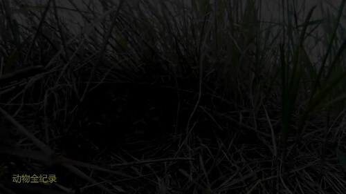 这里树木稀少,大雕、百灵在地上营建巢穴,它们是怎样抚养小鸟的