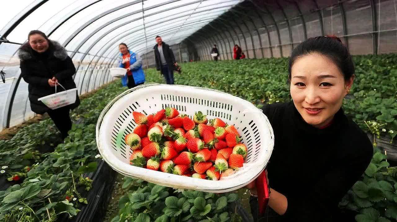 河南周口农村草莓大降价,多少钱1斤?听完价格你可别吃惊
