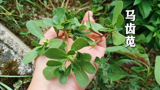 超全农村常见中草药实拍,快来看看你都认识哪几种?很多药食两用