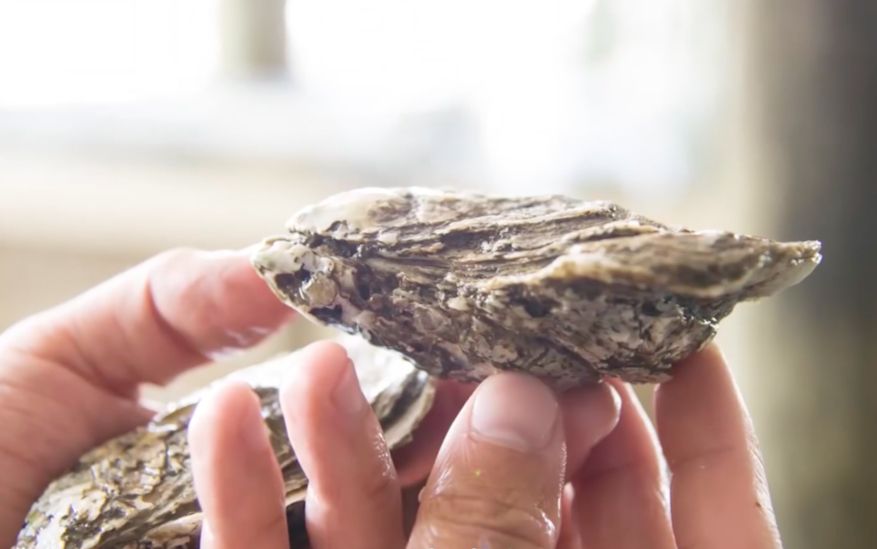 珍珠,真的是美人鱼的眼泪吗?