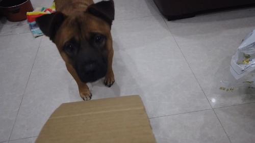 宠物狗见到手工制作的纸箱数码宝贝亚古兽,会有如何的反应呢?