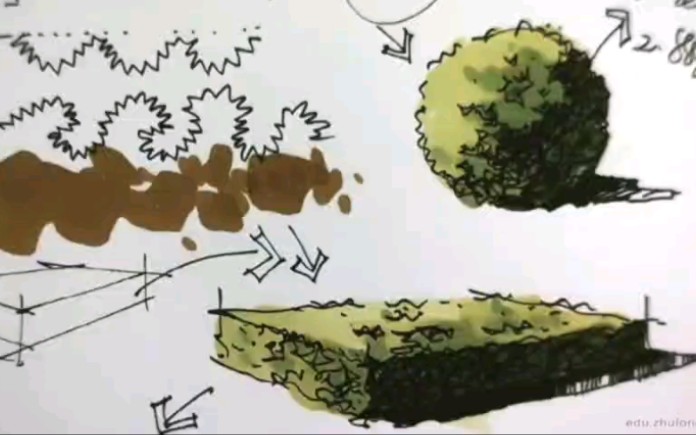 风景园林植物马克笔上色