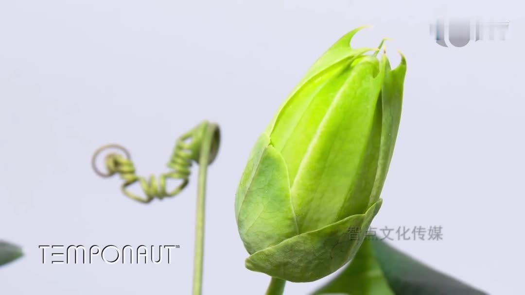 实拍花朵从萌芽到开花的过程,绽放的瞬间太惊艳了