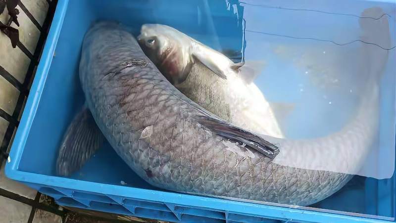 海竿 钓巨物线组的制作方法