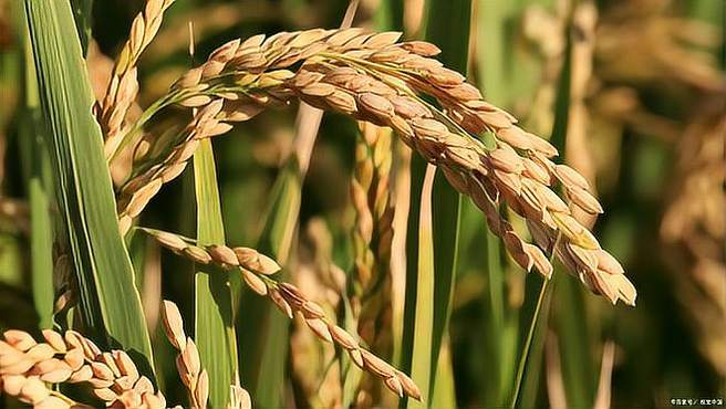 杂交水稻和普通水稻的区别:一个新时代的农业革命!