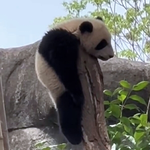 今天小马减肥了吗 