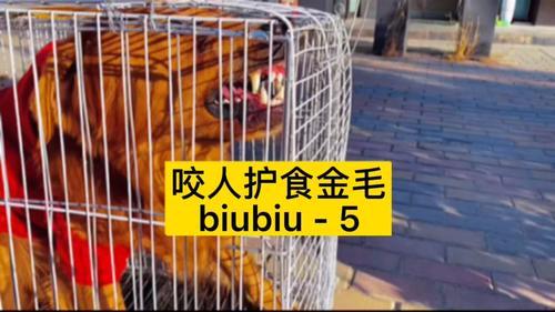 调整咬人护食狗跟哄女朋友一样,虽然我没有,但道理我都懂。