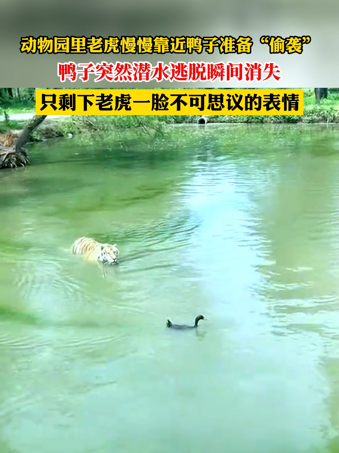 只剩下老虎一脸不可思议的表情