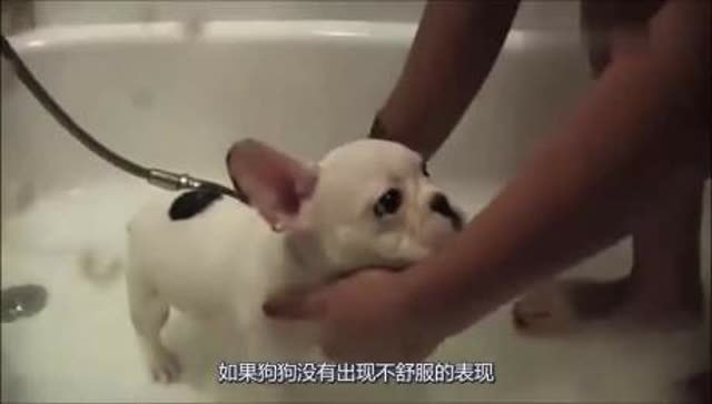 还在不正确的给狗狗洗澡?宠物店绝不会告诉你5个省钱的秘诀
