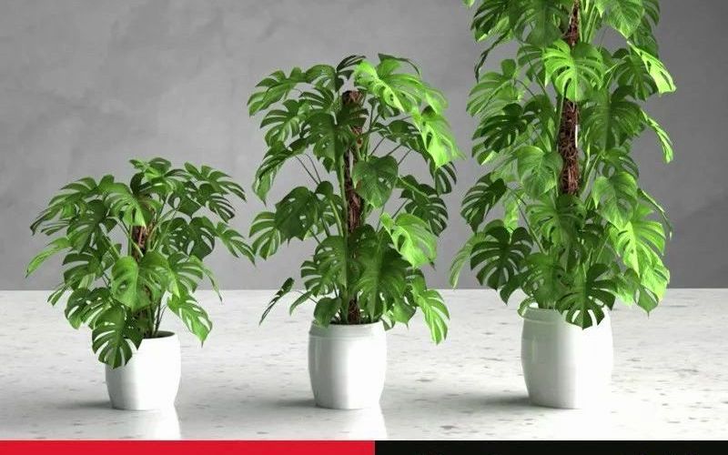 盆栽C4D模型OC材质渲染室内家居小型绿植植物摆饰绿化3D素材