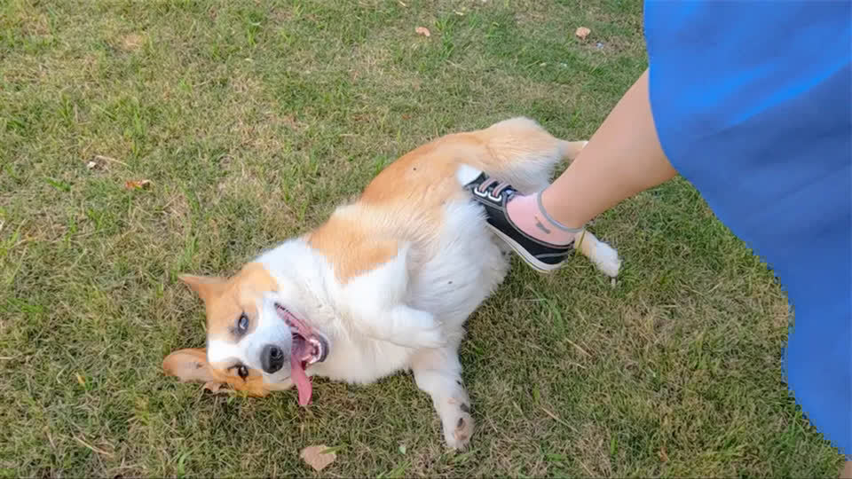 柯基这种狗狗不去马戏团表演杂技真是屈才了!