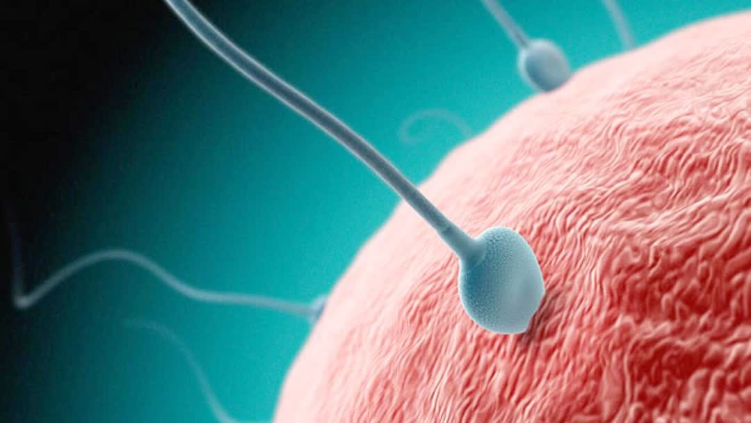 女人是如何完成受孕的?动画演示全面还原,过程实在震撼!