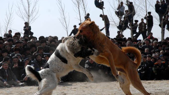 实拍农村斗狗,咬的好激烈,实力悬殊好大,赛场实在是太残酷了!