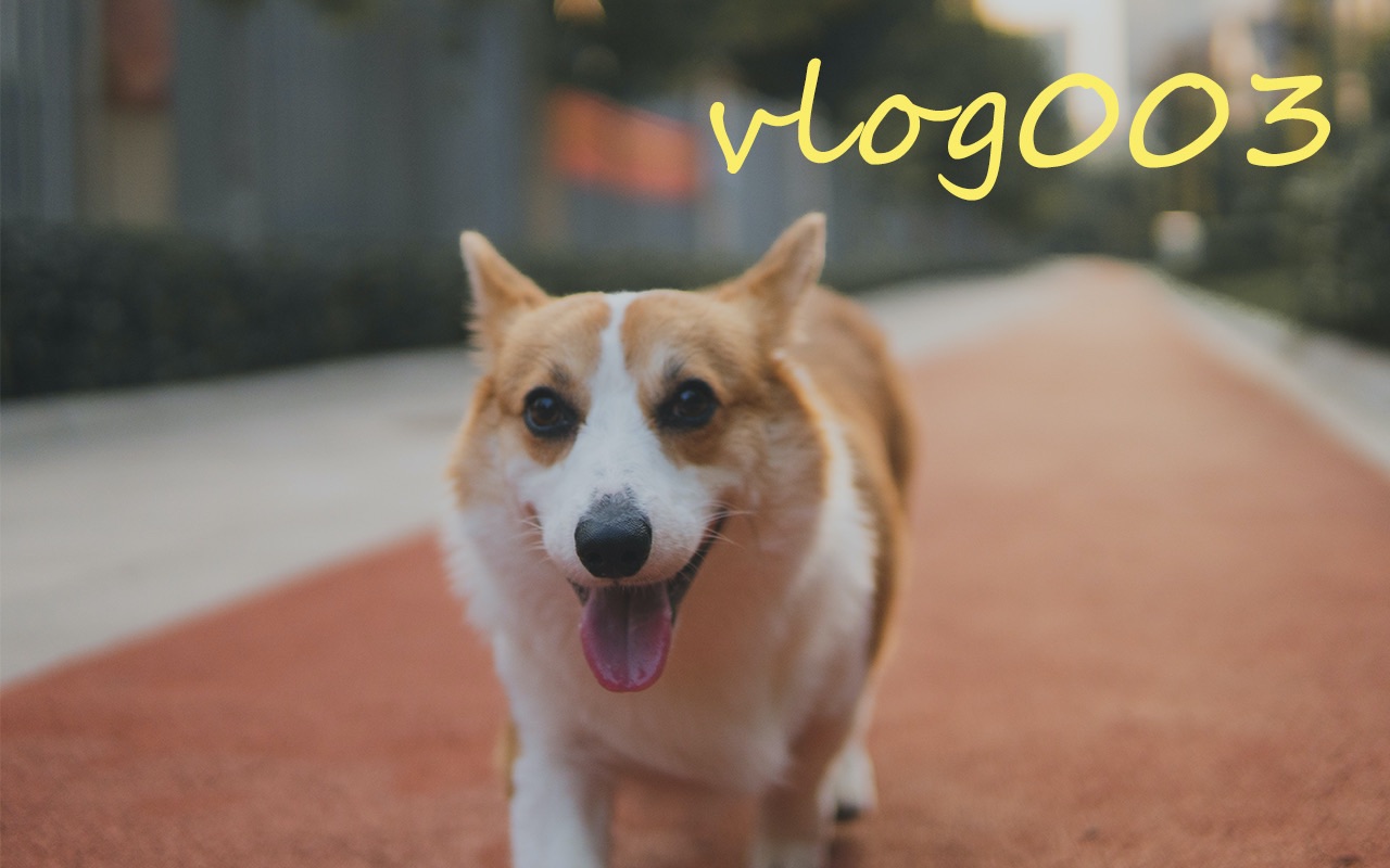 ...003从早到晚|两个人的生活|柯基犬和布偶猫的日常|胶片风格|定格动画