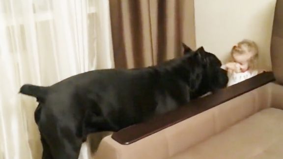 当凶猛的卡斯罗犬遇到熊孩子,网友:真是一物降一物