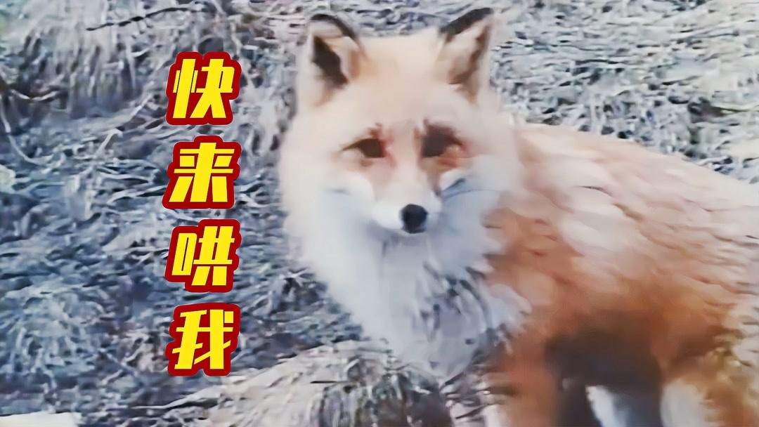 狐仙因钟情书生,忍不住醋意大发,竟化成书生妻子的模样!