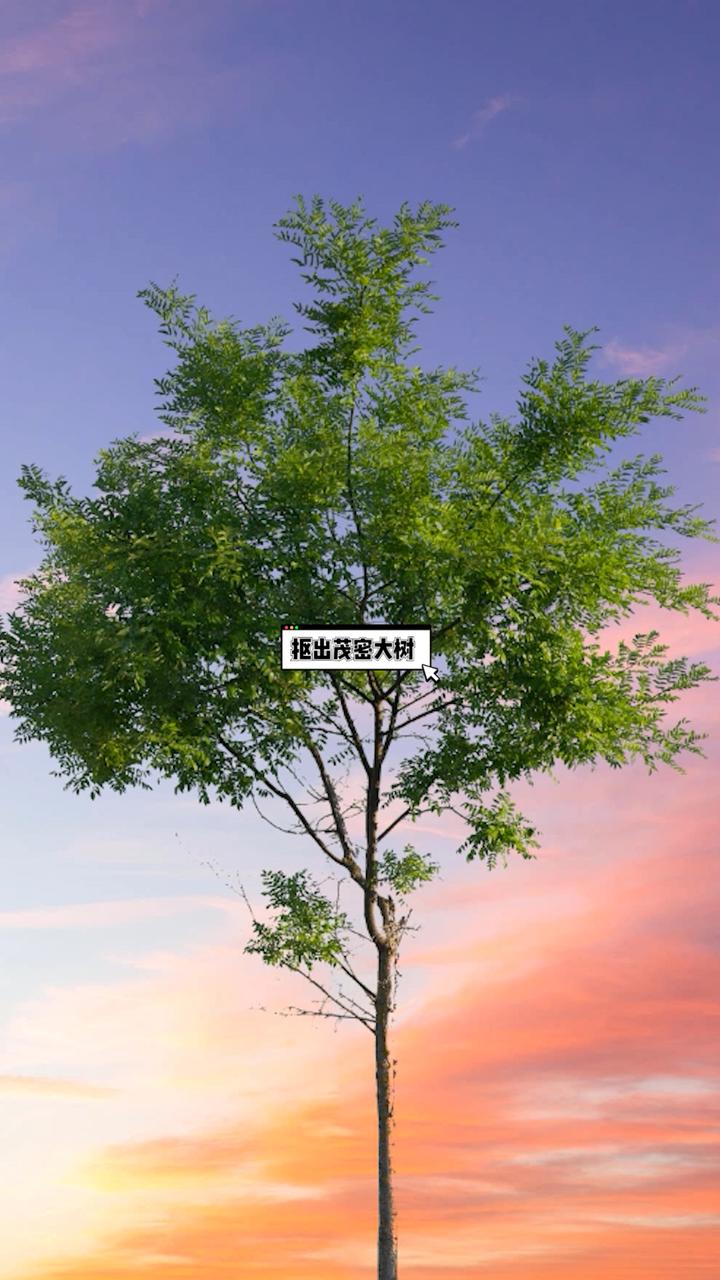 #ps 像这种复杂茂密的大树你还不会怎么抠吗?#教程 #视觉艺术 #ps...