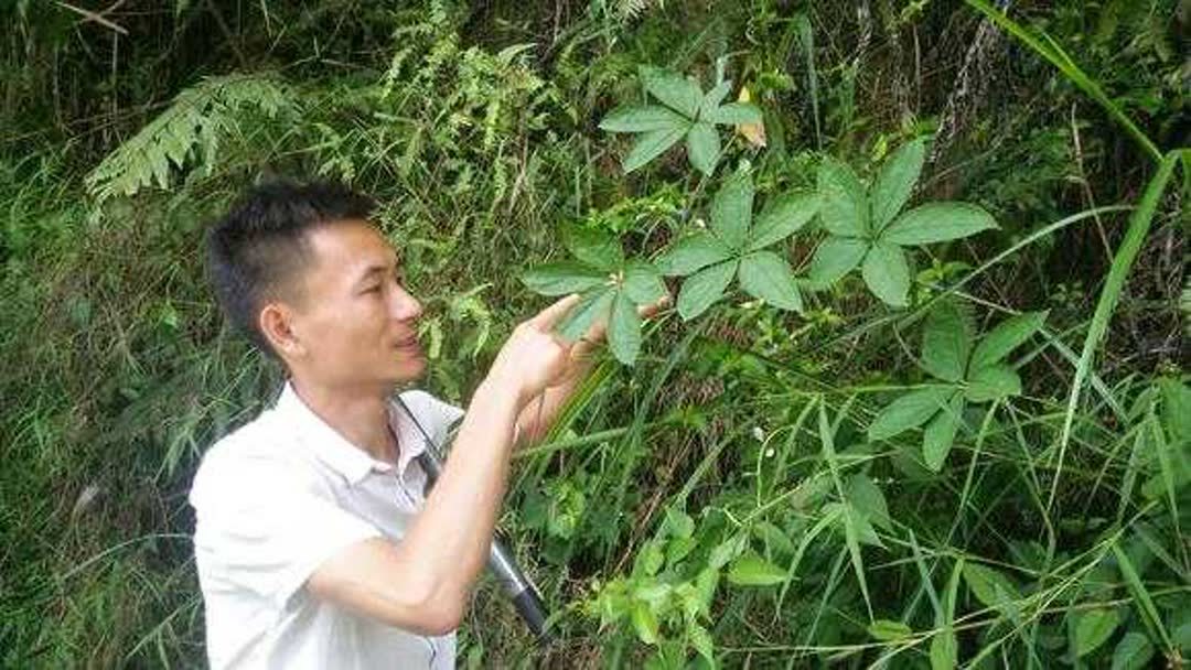 农村有一种药用价值非常高的植物胜过七叶一枝花,2000元一斤