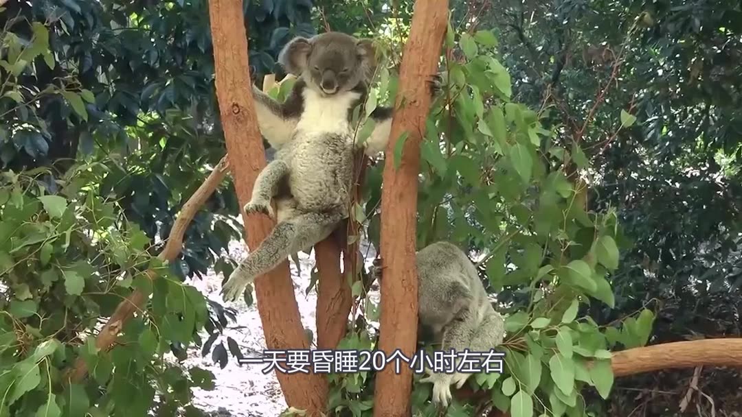 树袋熊是熊吗?熊科动物:我们不要这个懒鬼