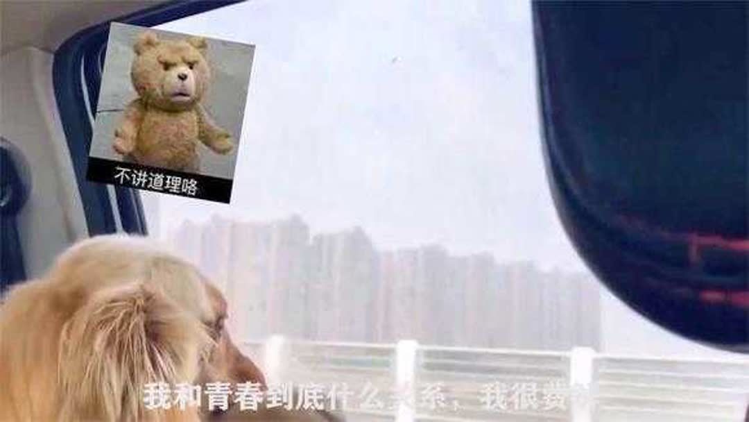 狗子为何喜欢打架,身为铲屎官的你,还不知道原因吗?