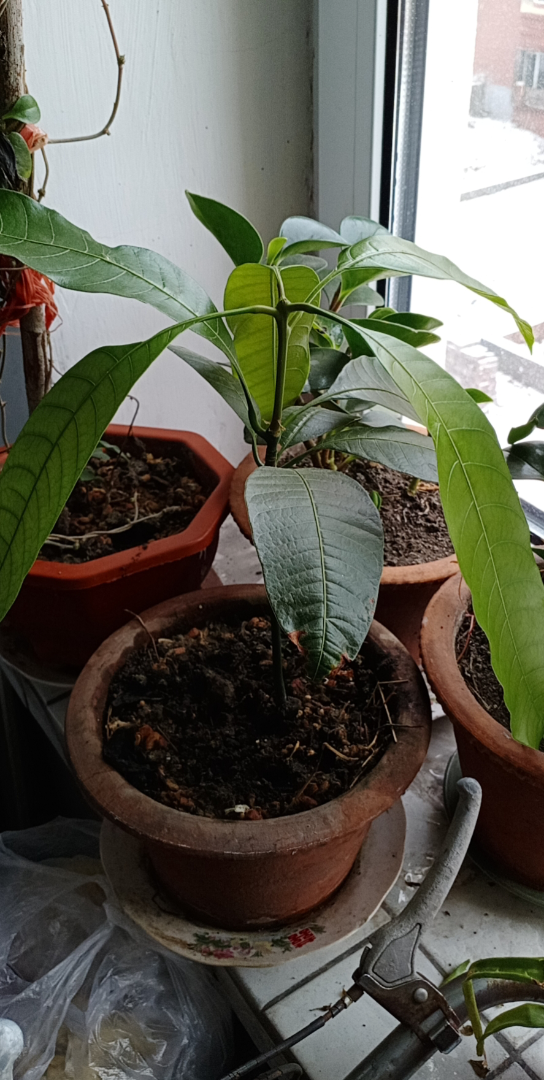 盆栽芒果树