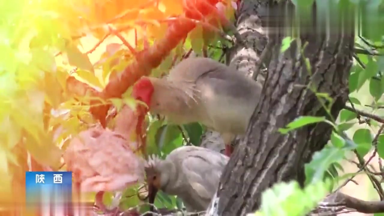 朱鹮繁殖季融媒直播"绝美相遇新生2023"进入第8周