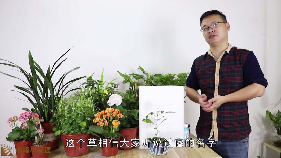 两面针,很多人听说,但是很少人养,叶片两边都是刺