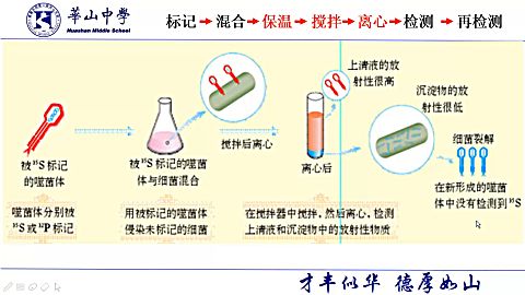 2.3.3噬菌体侵染大肠杆菌实验分析