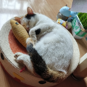 莫隅也是摸鱼 