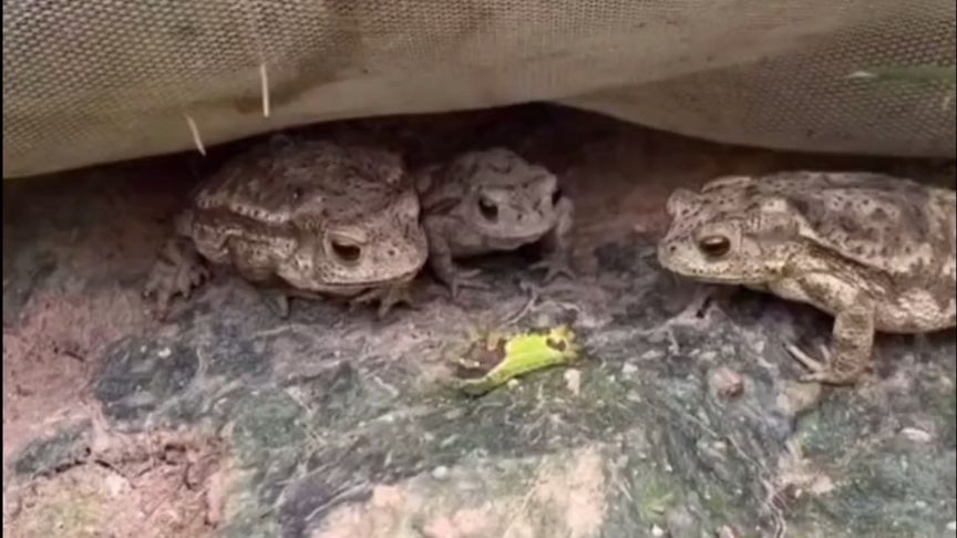 动物总动员,#搞笑#萌宠#可爱小动物#中视频合作计划