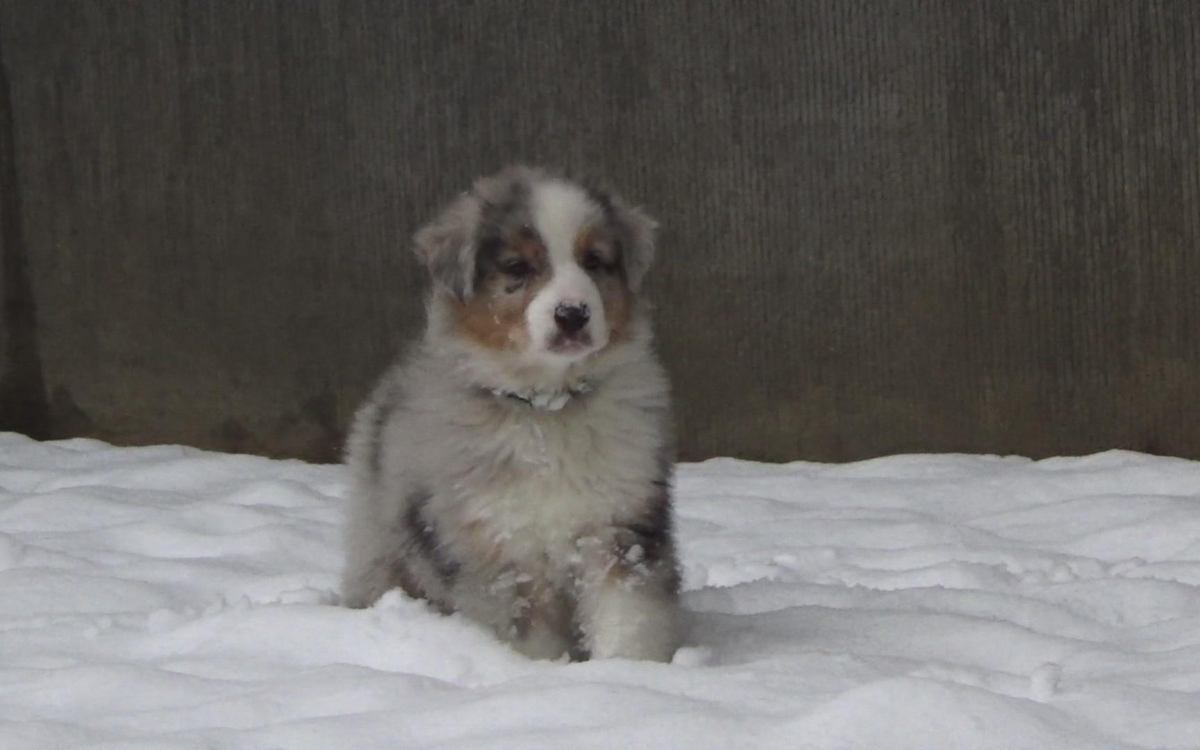 【澳洲牧羊犬】两个月Nata第一次玩雪