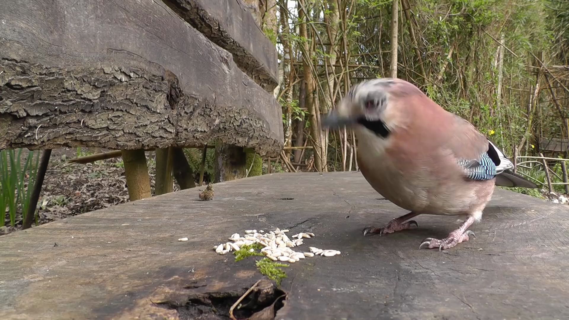 森林中的小鸟 【给猫猫看的小视频】